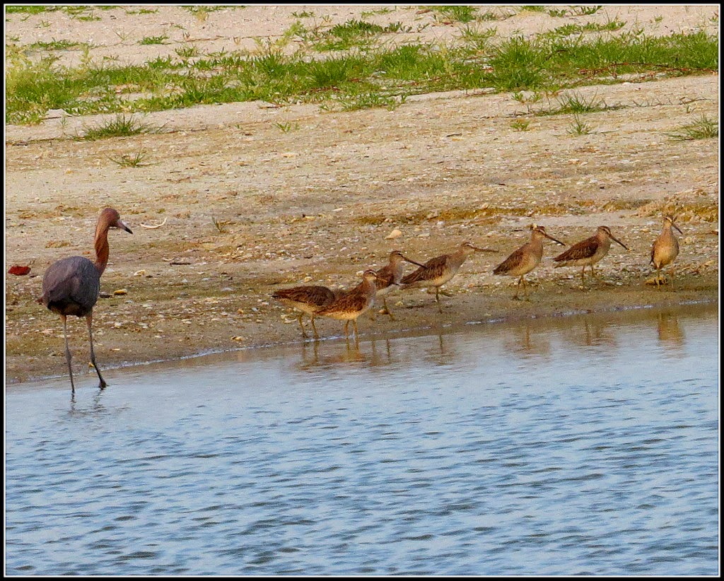 Bird Tweets: Little Estero Island - Critical Wildlife Area Bird Tweets: Little Estero Island - Critical Wildlife Area
