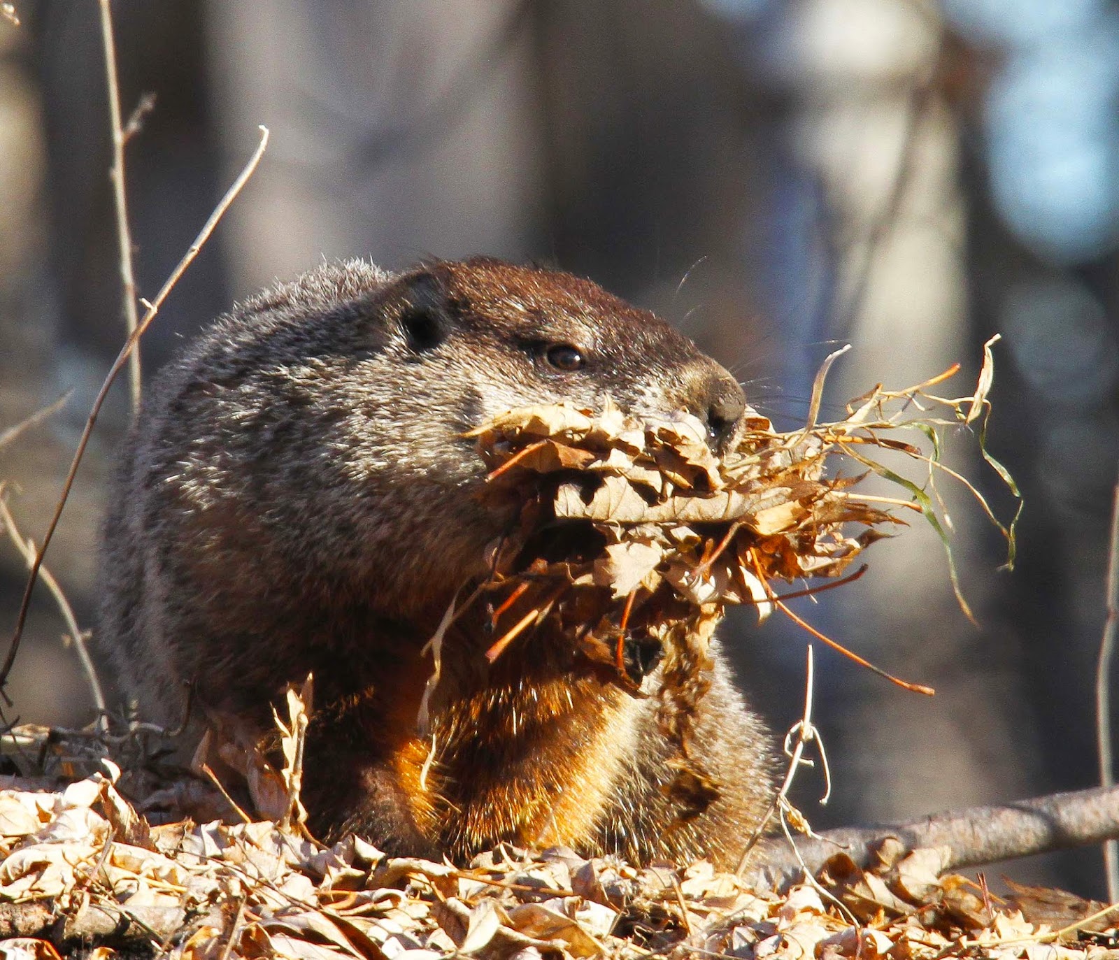 All of Nature: Groundhog Collects Nesting Material