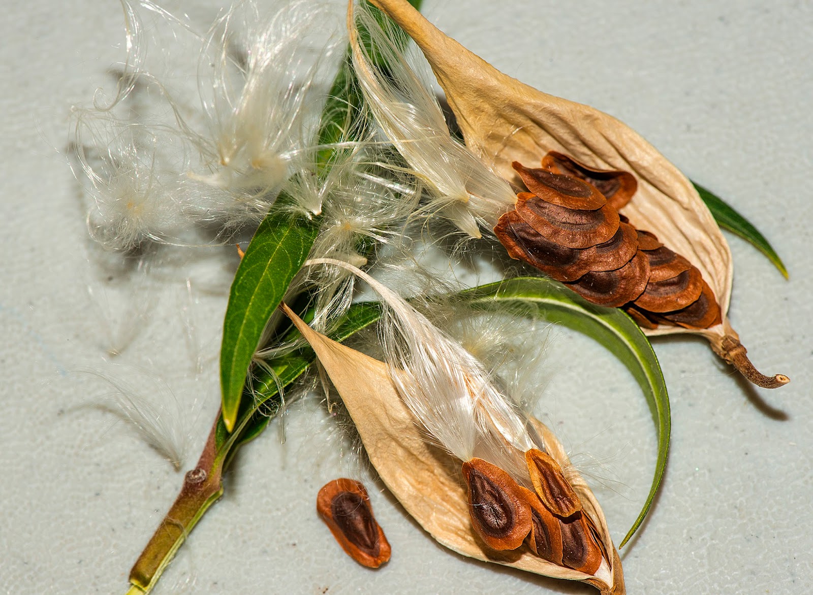 Ask A Master Gardener: Saving and Storing Seeds