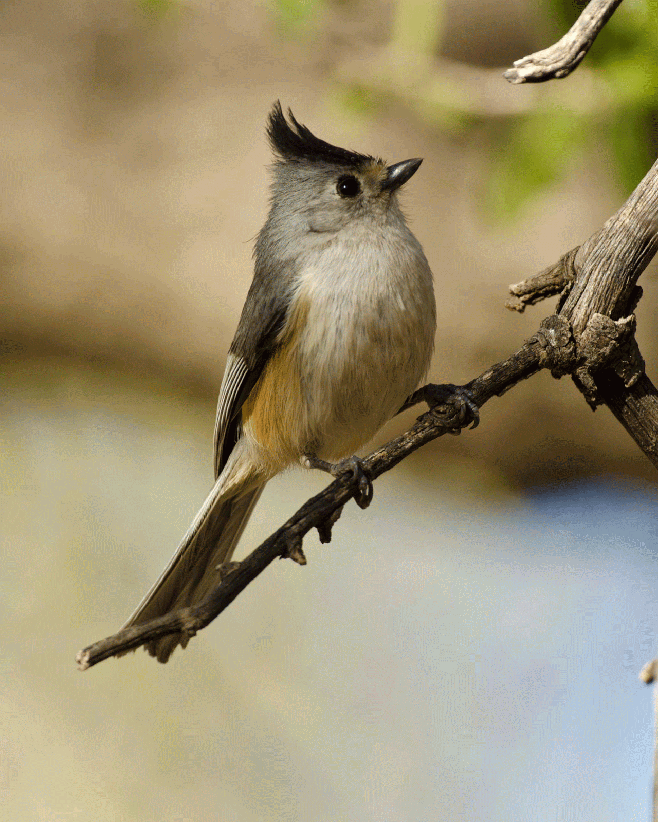 Journeys With Judy: Davis Mountain Birds and McDonald Observatory