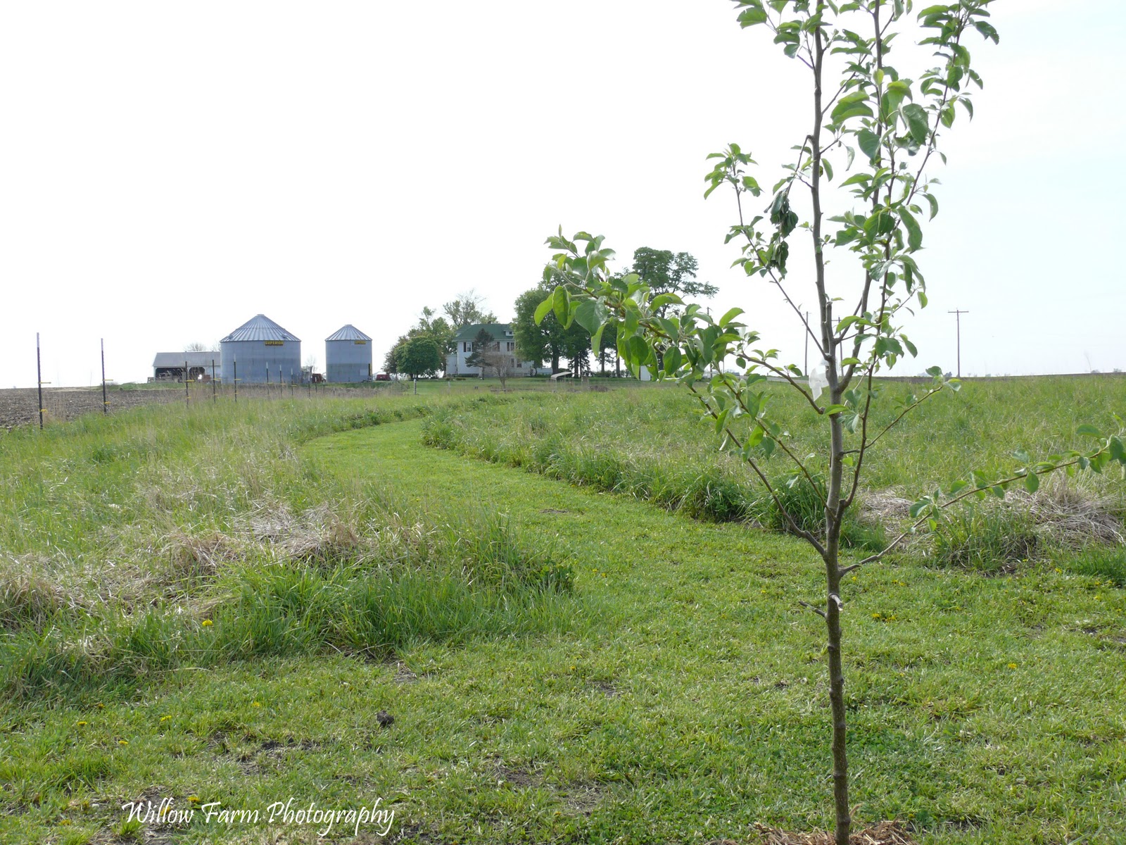 Where the Crickets Sing and the Fireflies Dance: Little Orchard With ...
