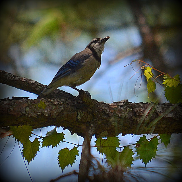 Southwest Florida Gardener: Bird Migration is On!
