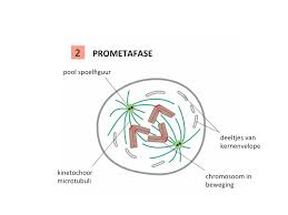 science: Pembelahan Mitosis
