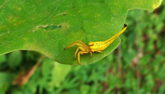 Biodiversity Capiz: Drag Tail Spider
