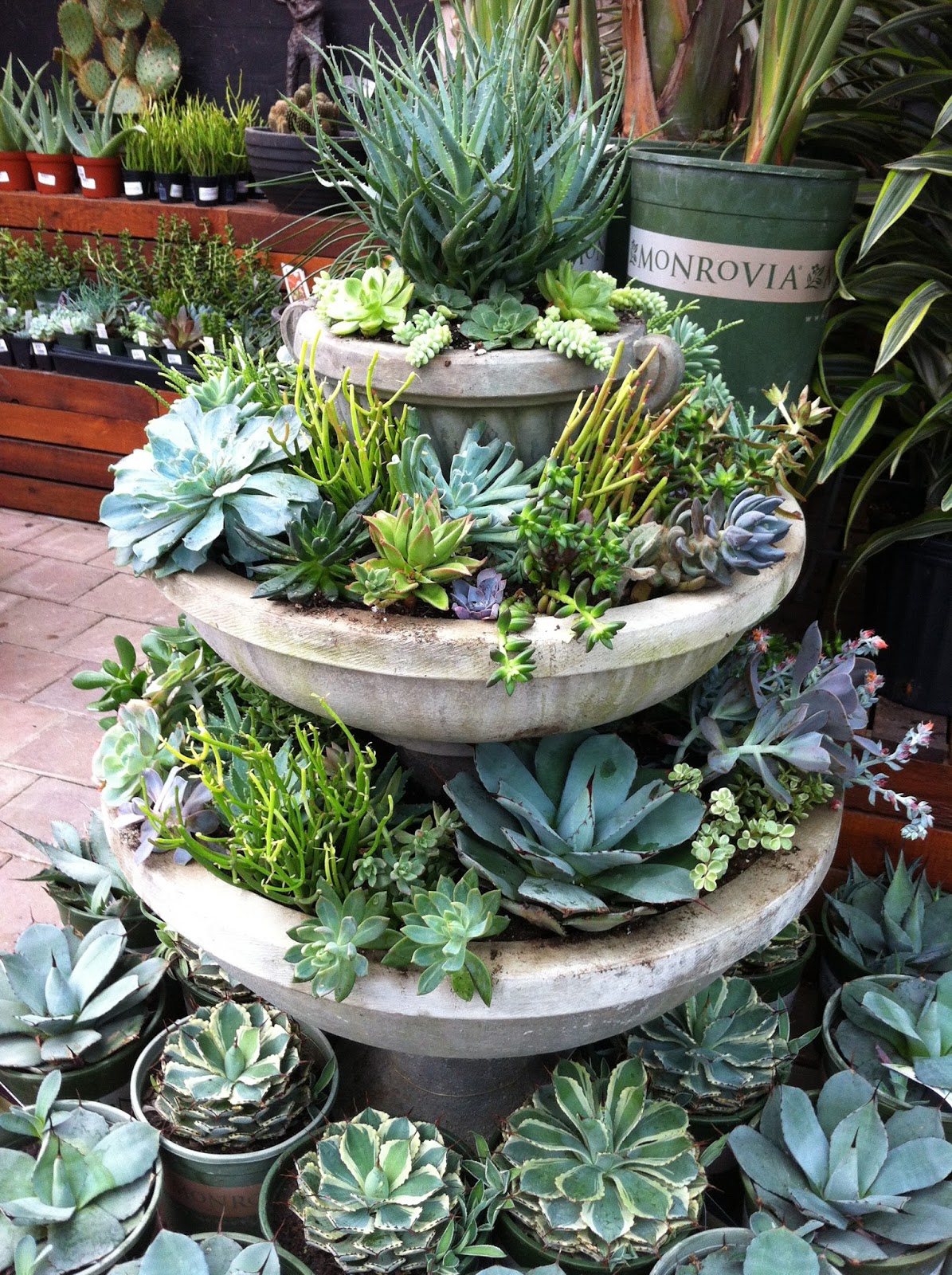 Parallel 49 Palms and Exotics: foliage follow up - succulent fountain ...