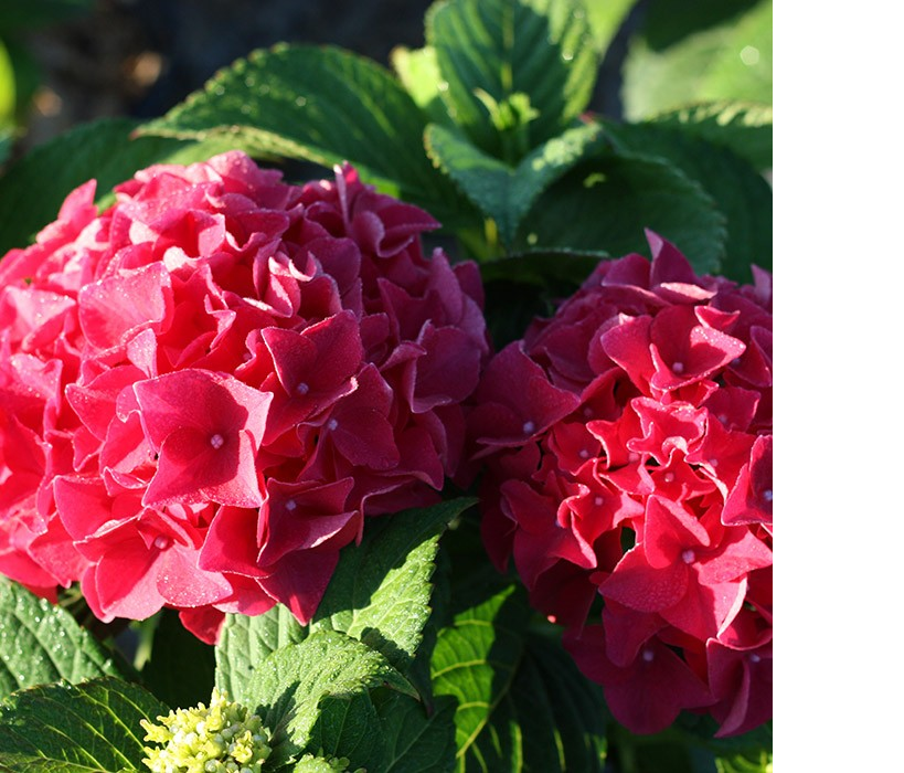 Springwood Gardens' Southwestern PA Gardening: New Hydrangeas Lime ...