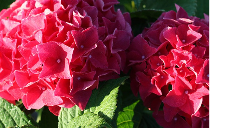 Springwood Gardens' Southwestern PA Gardening: New Hydrangeas Lime ...