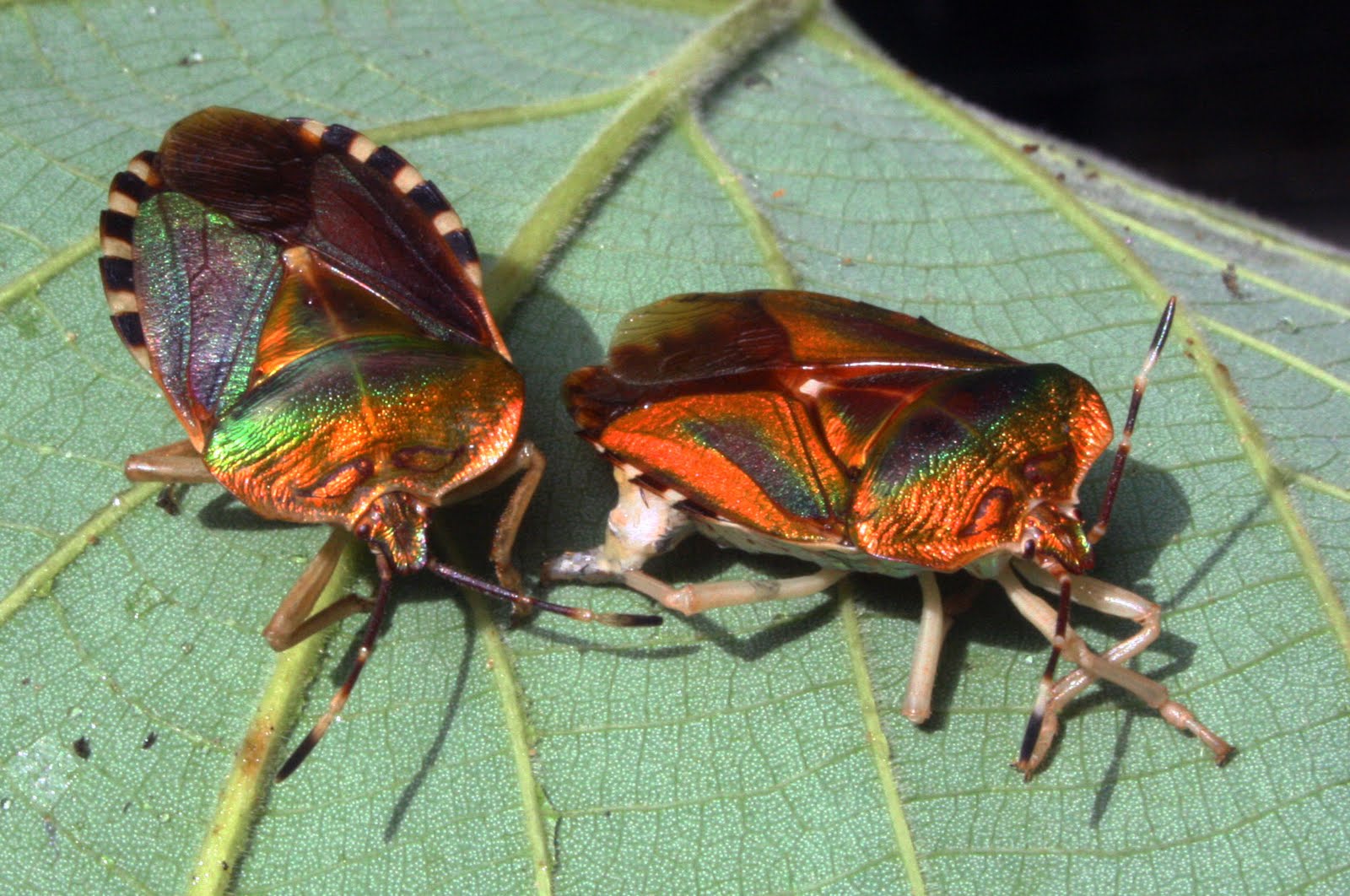 Living with Nature - School on Blog by Dr. Abercio V. Rotor: Ode to Nezara