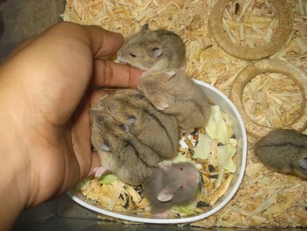 Roborovski hamster, Breeding Roborovski hamster part 3 - veterinary online