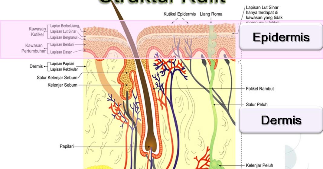 BAKAL CIKGU PJ: struktur kulit manusia