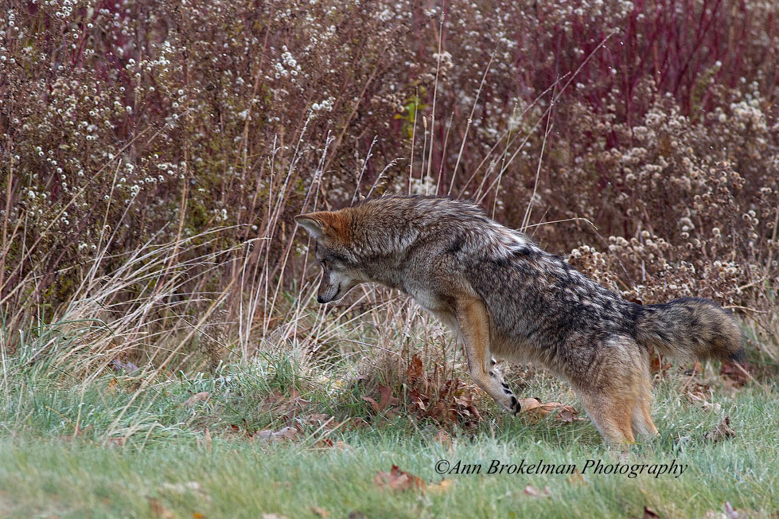 Ann Brokelman Photography: Coyote Magic - hunting and the pair just ...