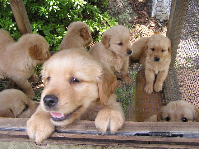 Dyal Dogs: A look into the puppy hutch