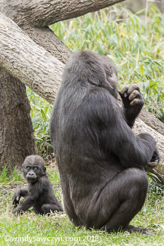 Baby Gorillas Bomassa and Apollo Grow Up: Baby Gorilla Learning