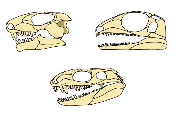 Paleoexhibit: Humble beginnings for the mighty diapsids: the ...