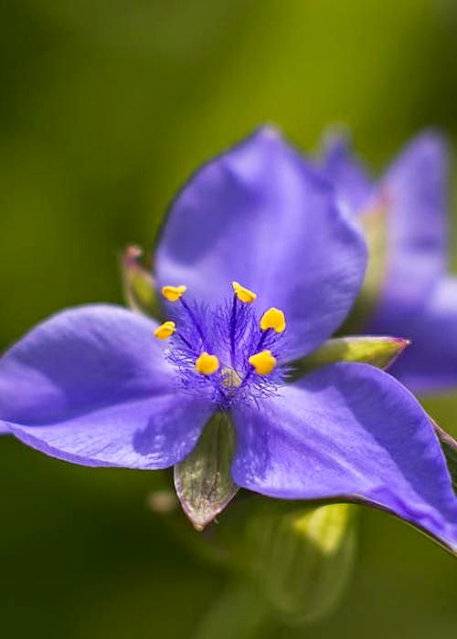 Blue Spiderwort