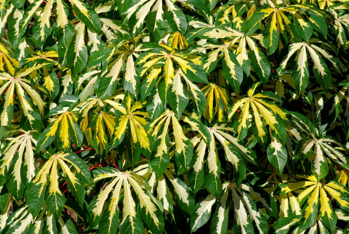 Rufino Osorio: Manihot esculenta 'Variegata' – Variegated Cassava