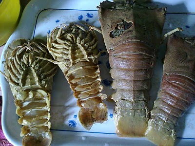 Prawns Fishing: TYPES OF PRAWNS