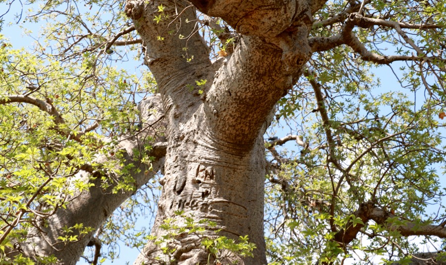 India: Naya Qila - An abandoned fort and treasures hidden inside a ...