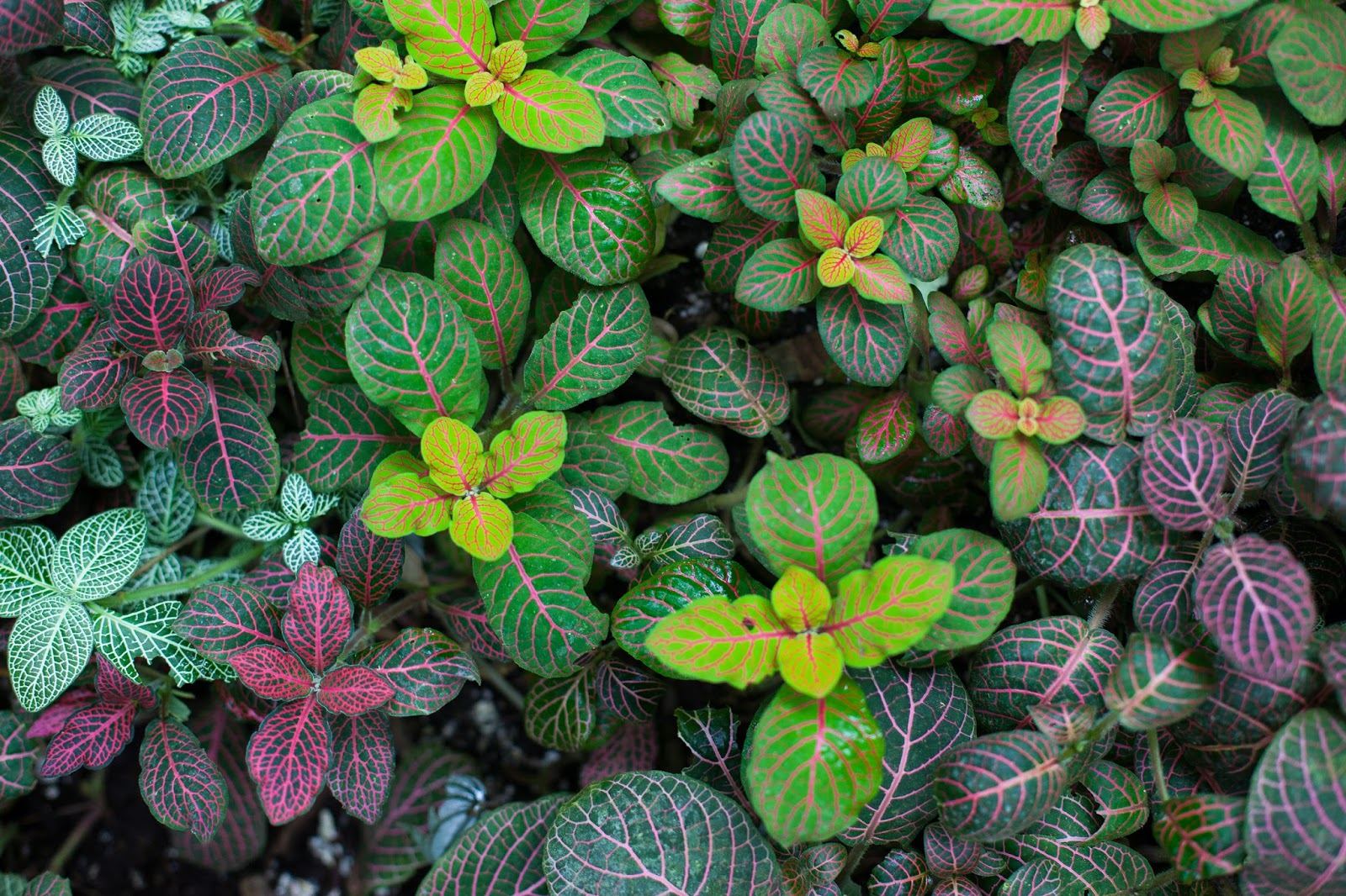 KAILEY J. FLYNN PHOTOGRAPHY