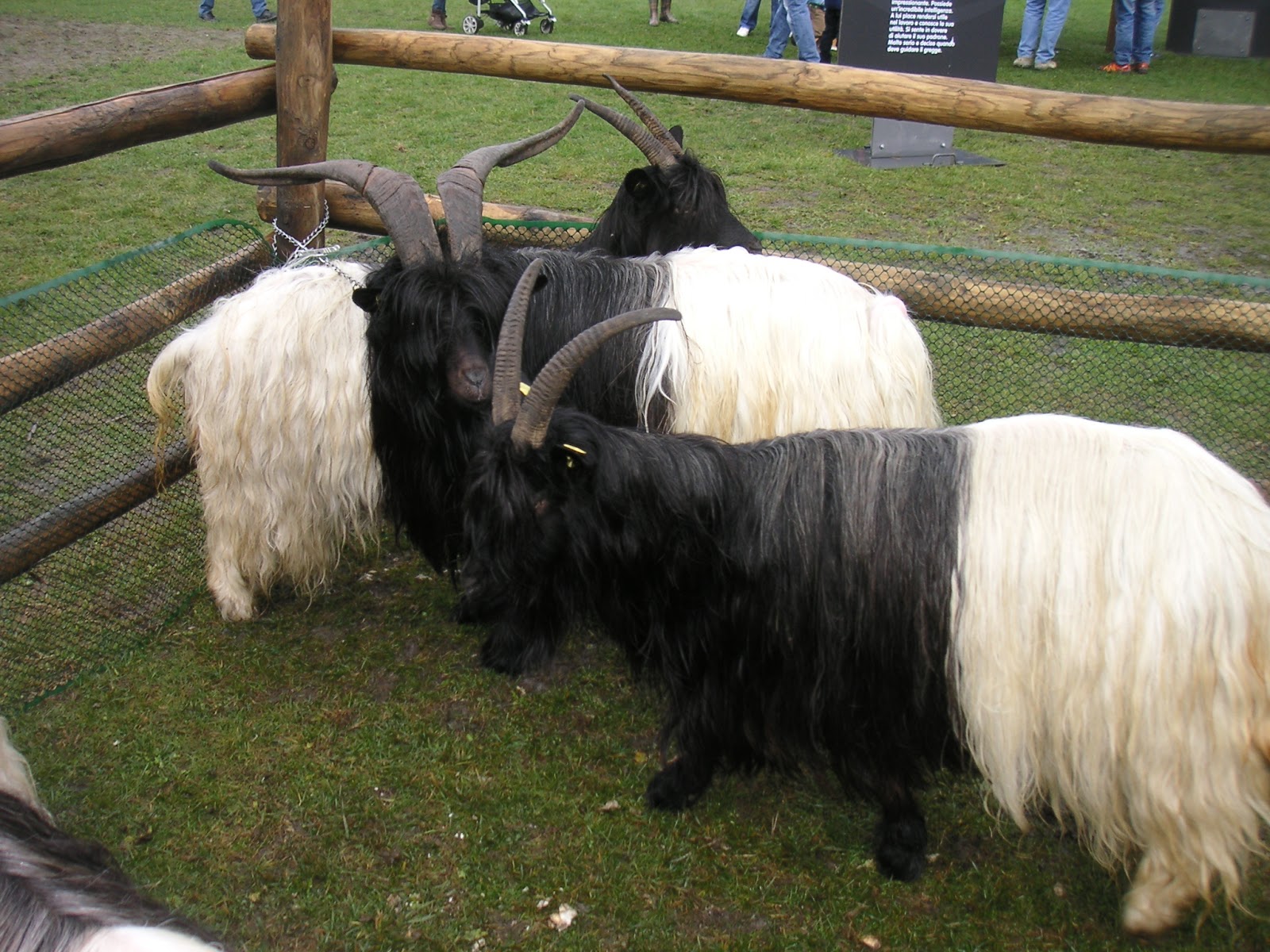 Il Tracciolino dello Spirito: La 'capra inutile' alla "Foir des Alpes ...