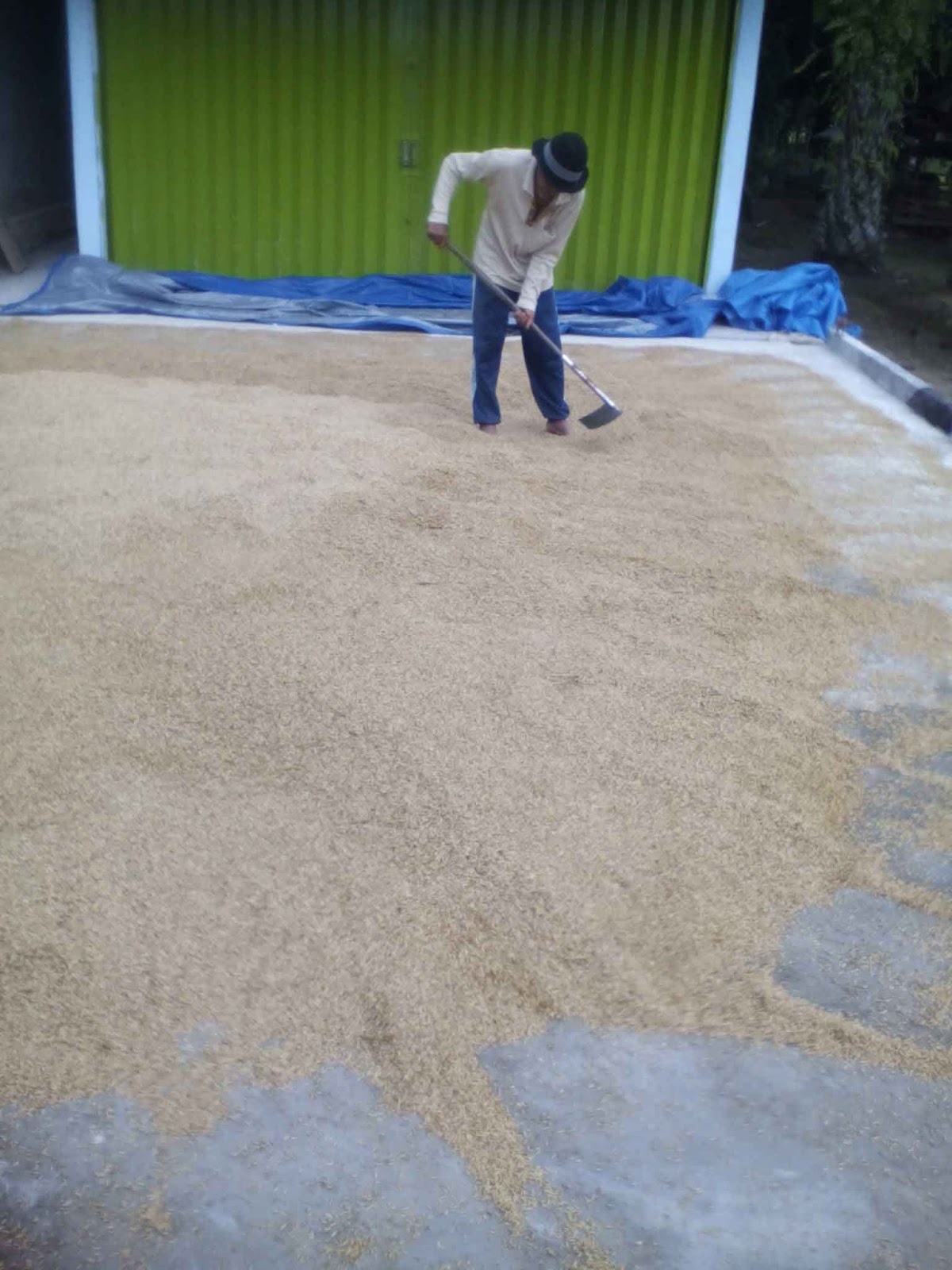 Cara Efektif Membuat Agar Padi / Gabah Cepat Kering | -Petani TOP-