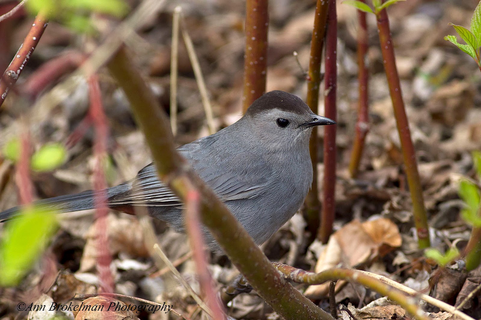 Ann Brokelman Photography: Catbird - what an amazing song and bird May 2014