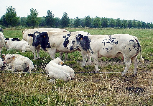 ASOCIACION ECOLOGISTA RIO MOCORETA: RAZA BOVINA BELGA AZUL
