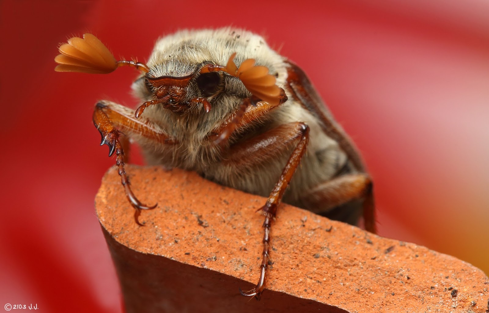 JJ's Photographic nature blog: Watch out for the Billy Witches...