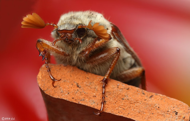 JJ's Photographic nature blog: Watch out for the Billy Witches...