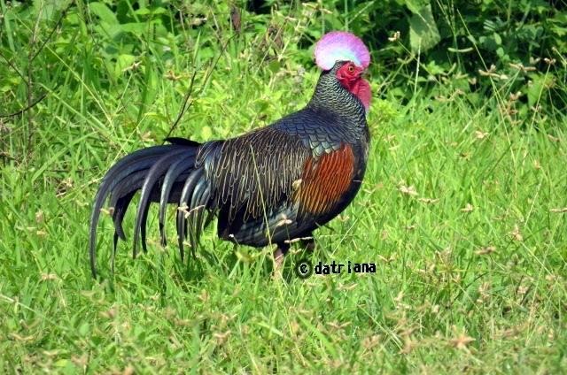 Tierra de pavos, francolines, faisanes y perdices: Gallo de Java ...