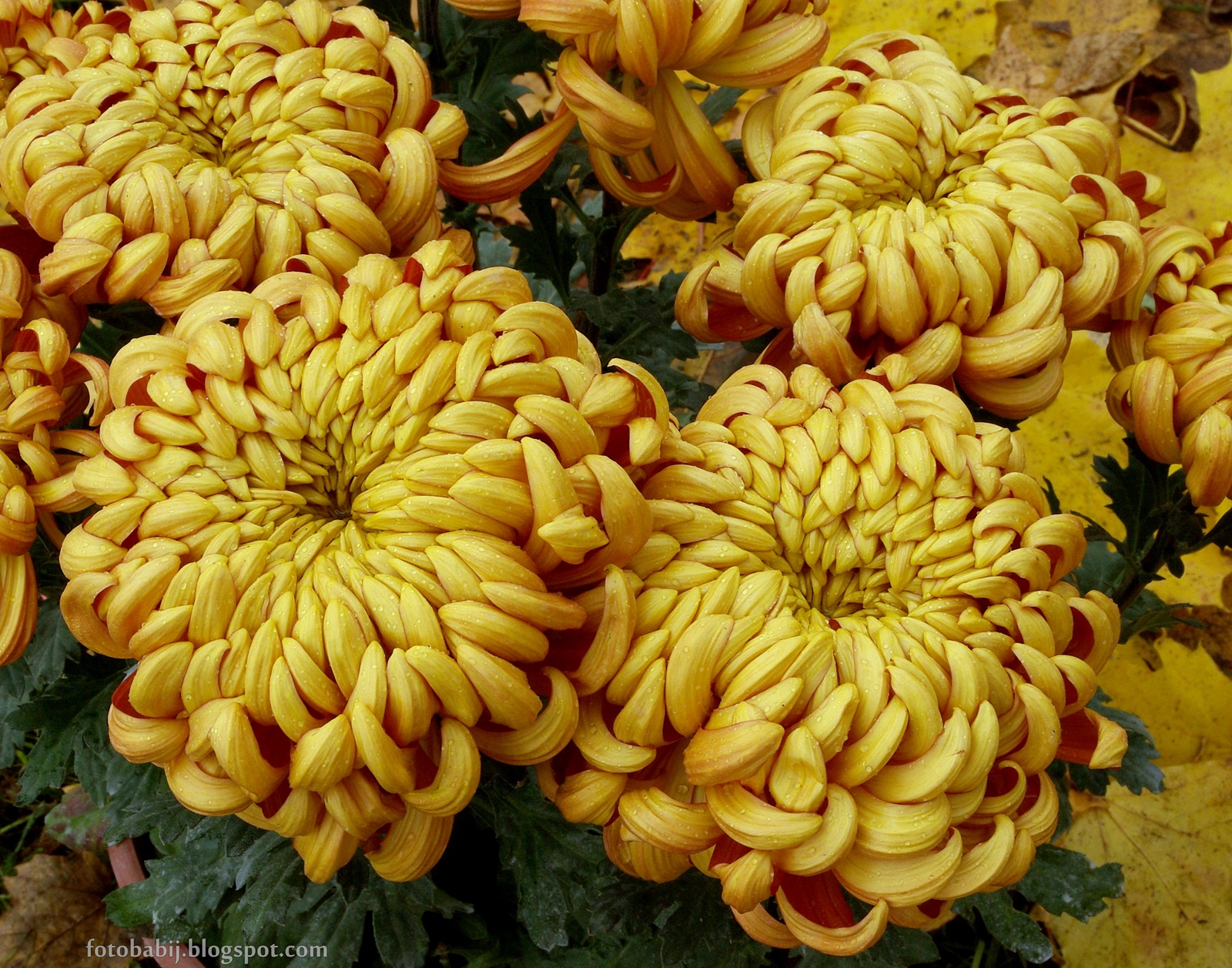 Zdjęcia 4K: Chryzantema wielkokwiatowa Ludo kwiaty Dendranthema x ...