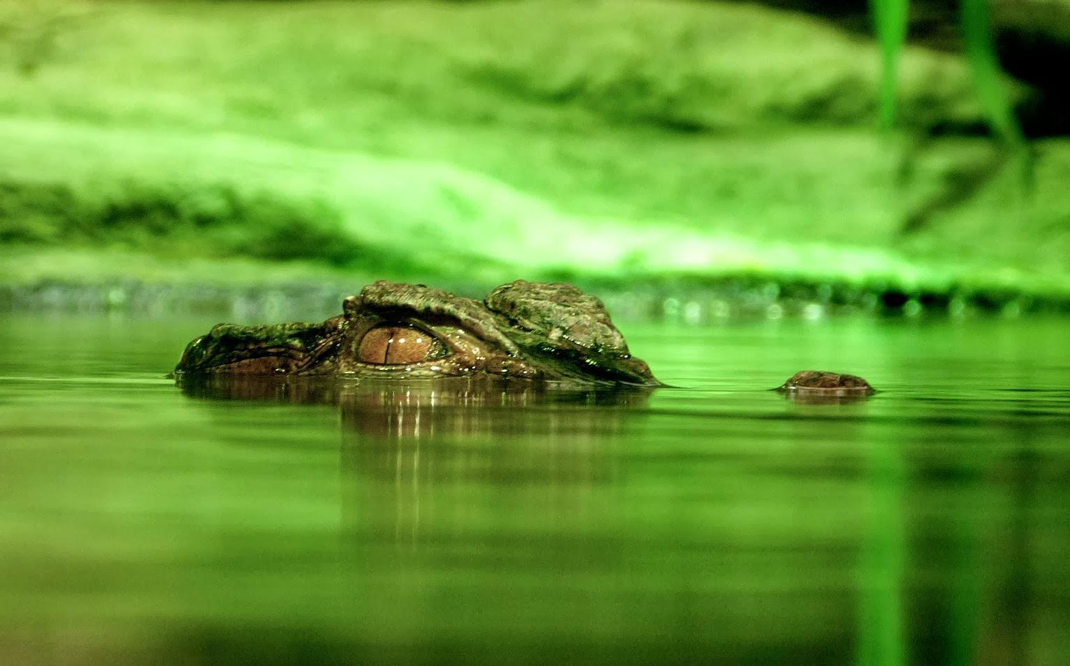 Ilmaisia kuvituskuvia: Krokotiili vedessä