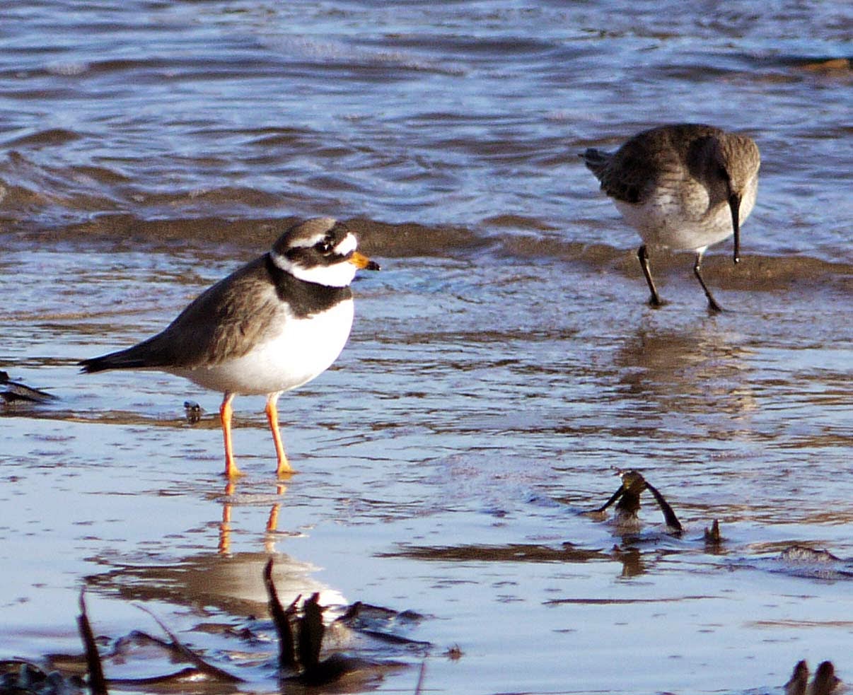 CABINET OF CURIOSITIES: Waders on a winter afternoon