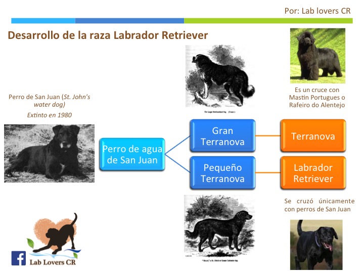 Para los amantes del Labrador Retriever: Nilo, Sif y el origen del ...