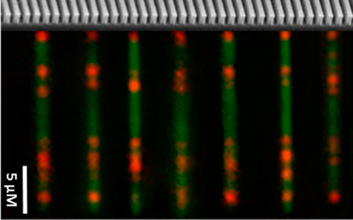 The Ebenstein lab for Nano-Bio-Photonics: Toward Single-Molecule ...