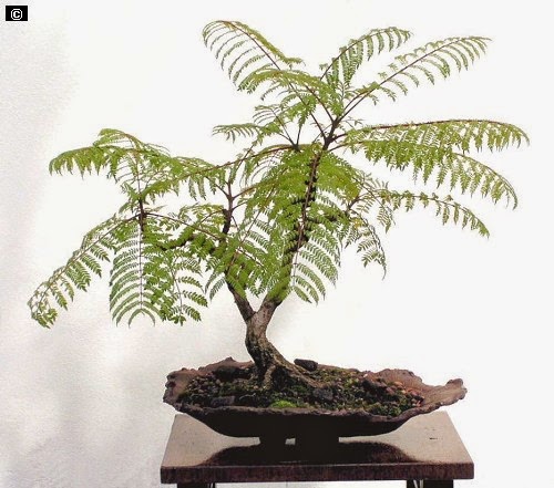BONSAI BARBERO: Jacarandá mimosifolia