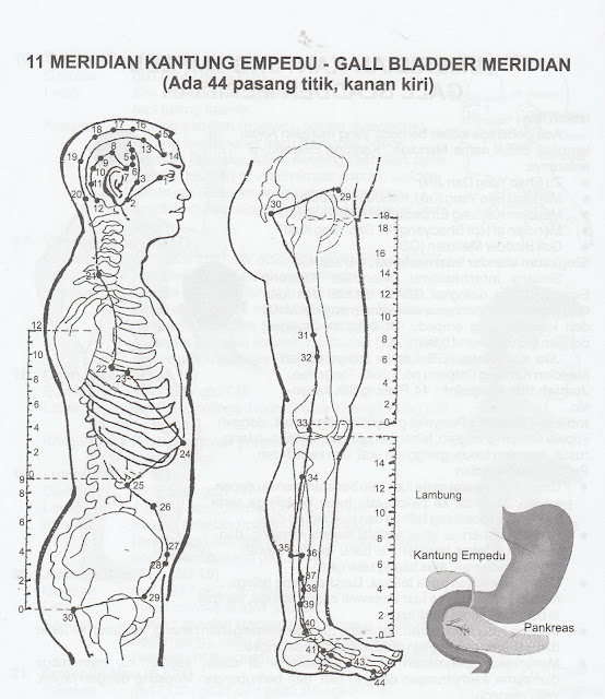 Meridian dan Titik Akupunktur : Kandung Empedu (Gallbladder Of Foot ...