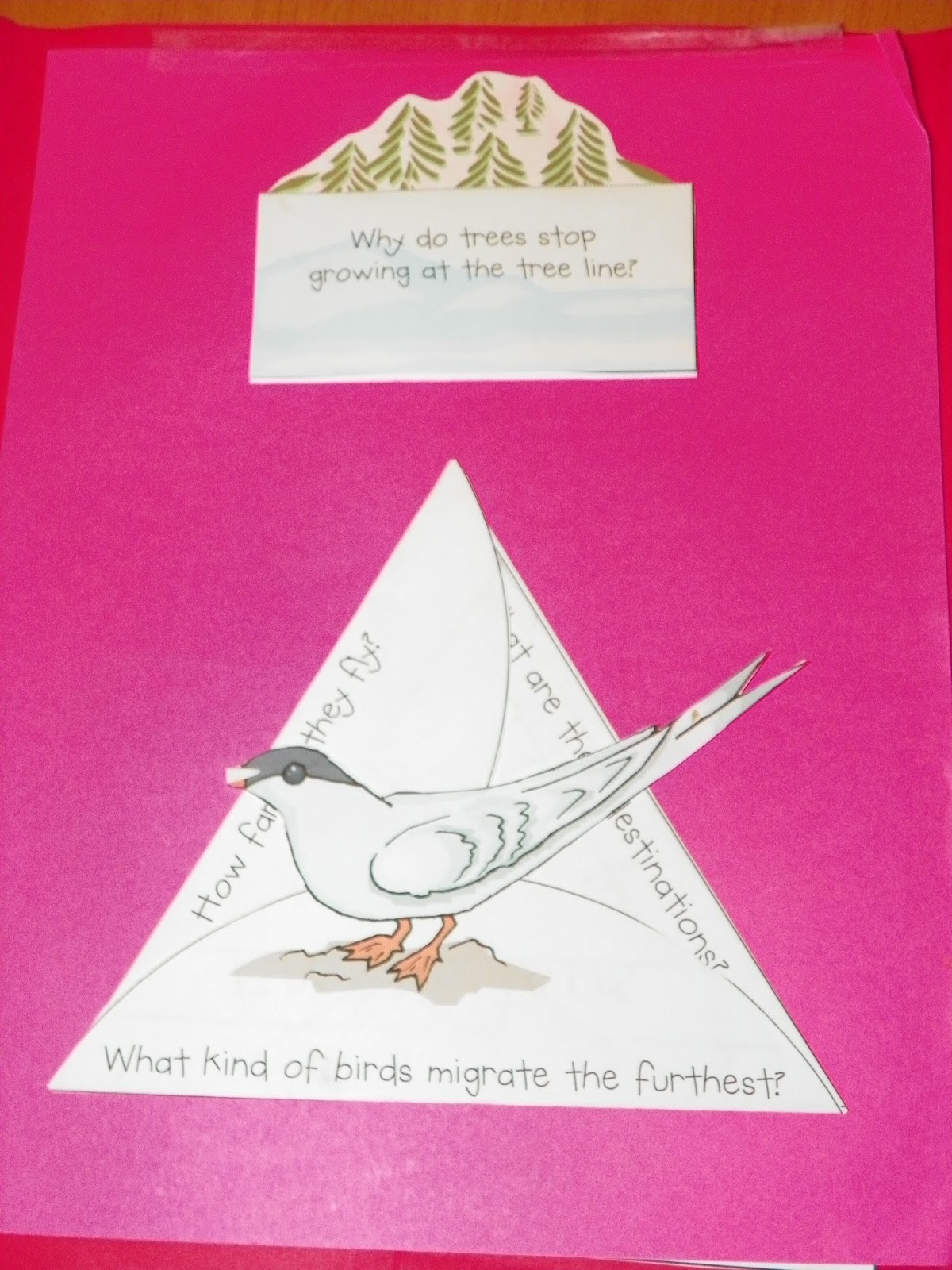 The Little Sewing Shop: Polar Bear Unit Study/lapbook