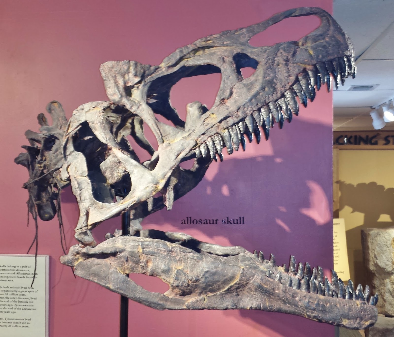 C Bakunas Art: A Visit To The Morrison Natural History Museum