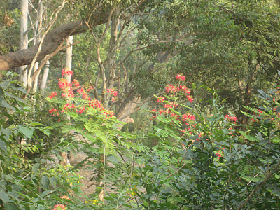 Climber & Explorer: Flora at Renuka