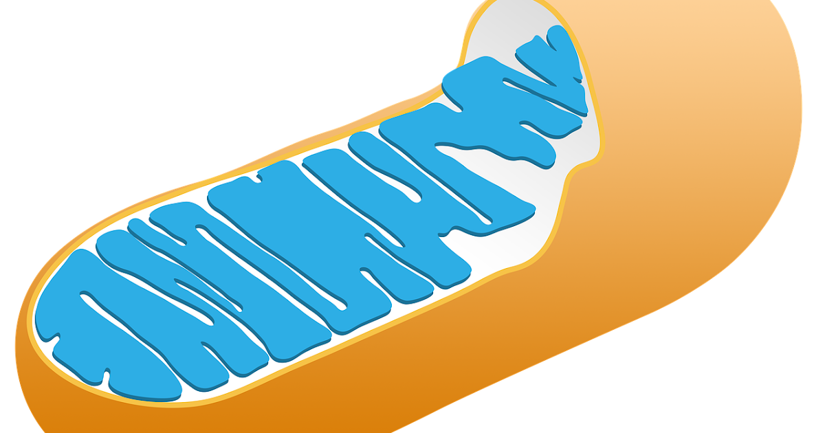Mitochondria ! Structure, Types, Functions !! Biological Sciencess
