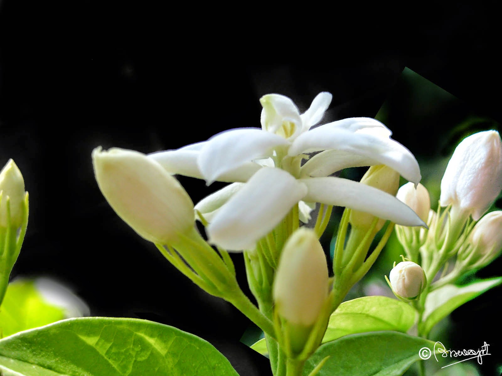 Graphics and Folk Assam: Flora & Plants