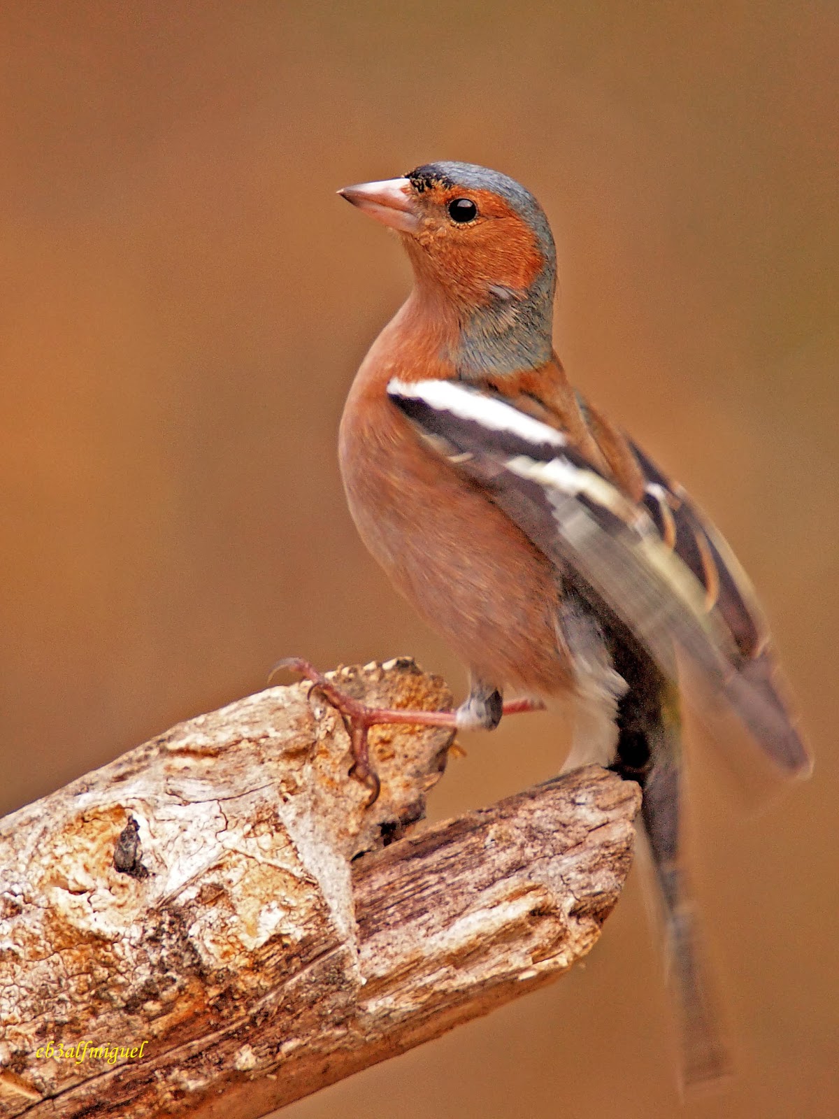 MIS AMIGAS LAS AVES: Pinzón vulgar (Fringilla coelebs)