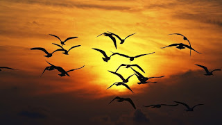 Valley of Death for Birds, Jatinga