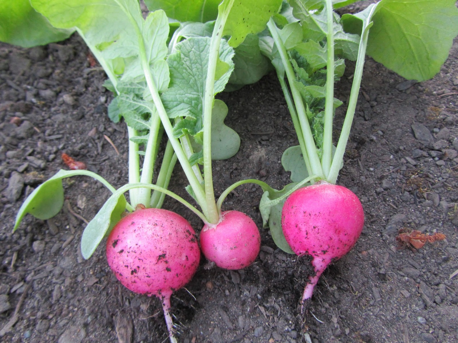 Four Hills of Squash: A Rainbow Of Radish