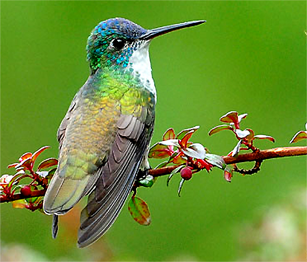 COLIBRIES: LISTADO FOTOGRÁFICO (los más emblemáticos en América)Fuente ...