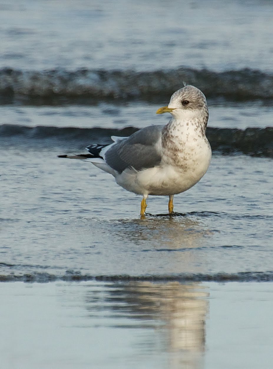 NW Bird Blog: Mew Gull