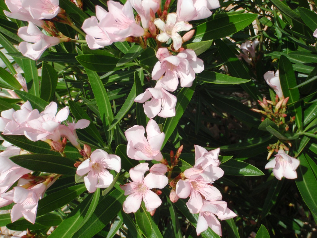 Xtremehorticulture of the Desert: Oleanders Not the Health Concern That ...
