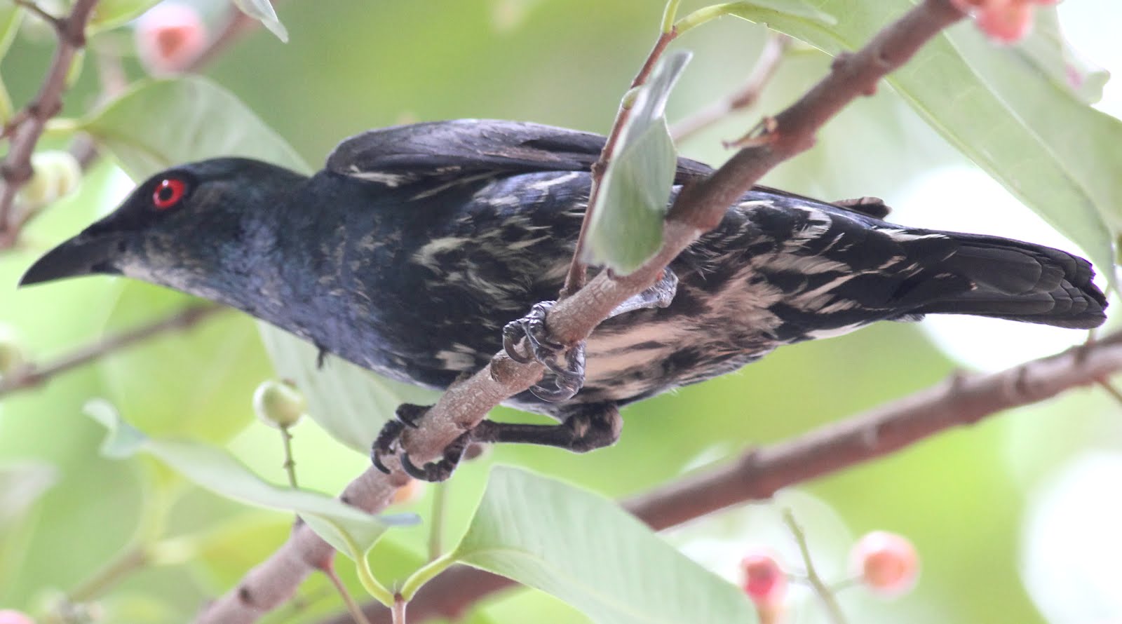 Ron-Nature-Adventures: Asian Glossy Starling