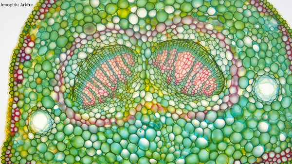 Microscope World Blog: Microscope Images from the Jenoptik Gryphax Arktur Camera